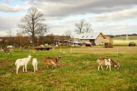 Agroturystyka | 15 SIELSKICH miejsc w całej Polsce! 🌿🐮