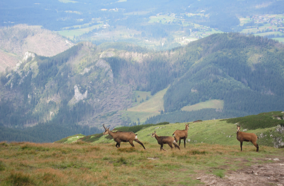 Karpaty | Sprawdź 6 miejsc, które warto odwiedzić 💚